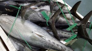 Diferencias entre el bonito y el atún que debes conocer. ¿Cuál es mejor?