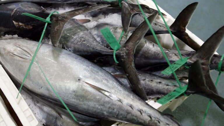 Diferencias entre el bonito y el atún que debes conocer. ¿Cuál es mejor?